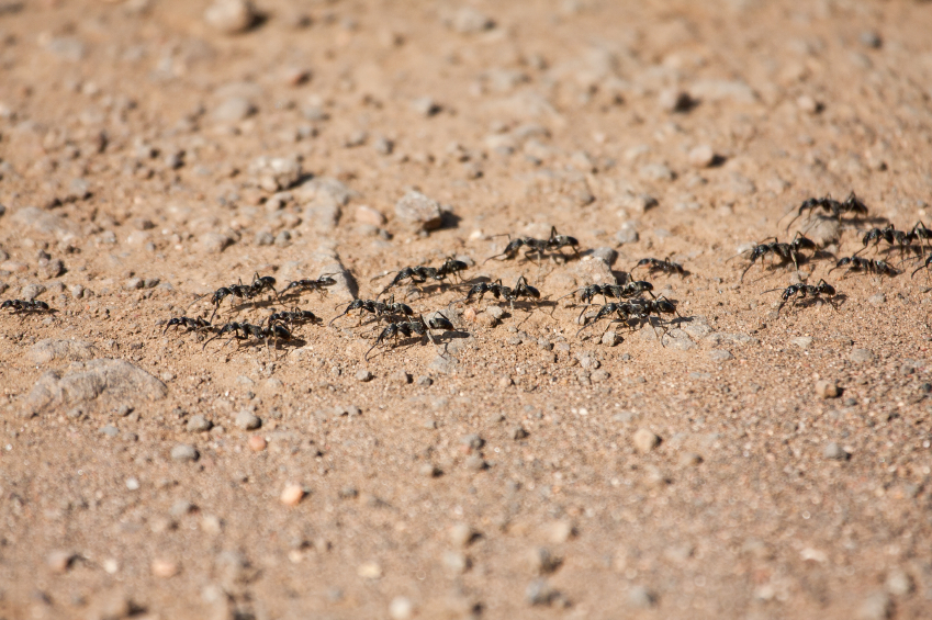 Ants: They're Mightier than You Think - ABC Home & Commercial Services Blog