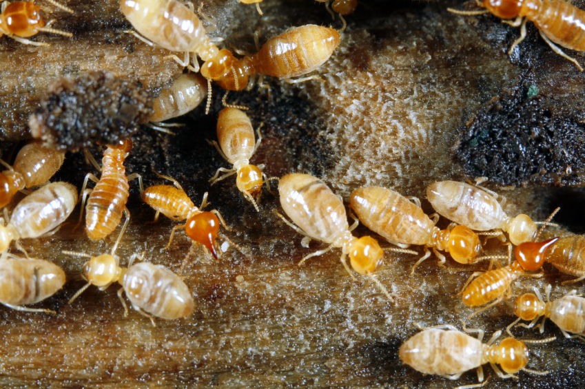 Buying A Home? Termite Red Flags To Look For | ABC Blog