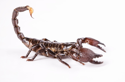 Preventing Scorpion Infestations from the Inside Out - ABC Home ...