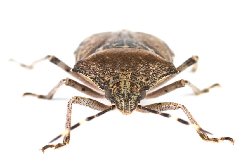 The Perils of Poor-Quality Bed Bug Treatment - ABC Home & Commercial ...