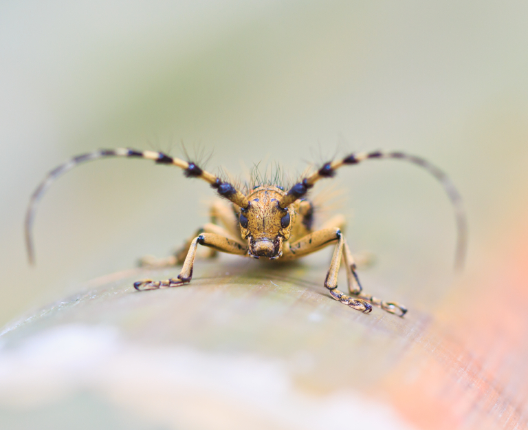 Cool Pest Science: Using Beetle Pheromones for Pest Control? - ABC Home ...