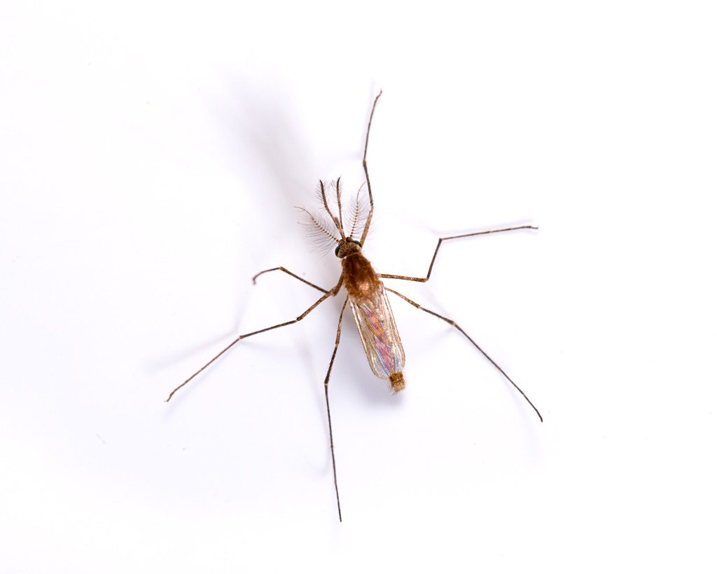 The Tiny Mosquito: A Big Texas Buzzkill - ABC Home & Commercial ...