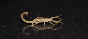 What You Need To Know About The Striped Bark Scorpion | ABC Blog