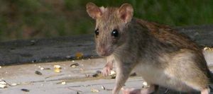 Do Rats Eat Acorns? How To Get Rid Of Rats In Your House | ABC Blog
