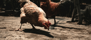 Birds That Eat Ticks: Do Turkeys Eat Ticks? | ABC Blog