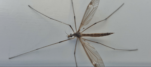What Is a Mosquito Hawk? | ABC Blog