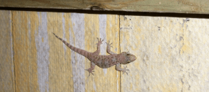 How to Get Rid of Geckos | ABC Blog