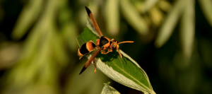 Orange Wasp, Mahogany Wasp: Red Wasp Nest Facts | ABC Blog