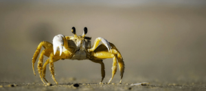 Beach Bugs That Bite: Protecting Yourself From These Pests