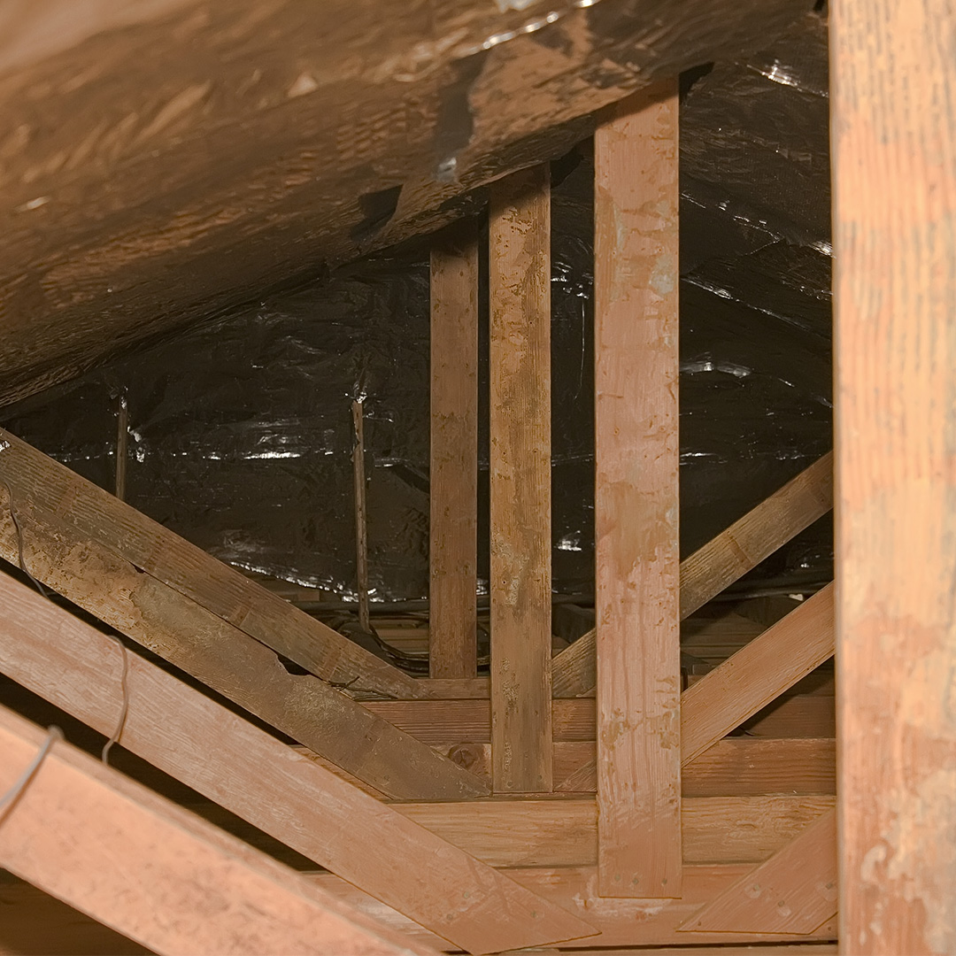 Pest in Your Attic: 5 Signs There is One, and 8 Ways to Prevent It