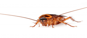 How Many Roaches Is An Infestation? Assessing Your Problem | ABC Blog