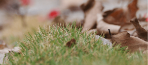 Yard Fungus: Identification, Treatment and Prevention | ABC Blog