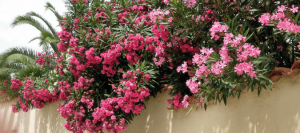 Which Salt Tolerant Plants Will Work In My Yard? | ABC Blog