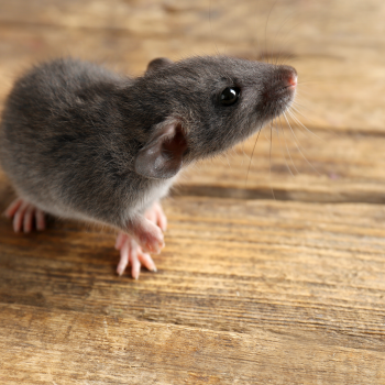 Identifying Rat Damage (in your DFW Home) | ABC Blog