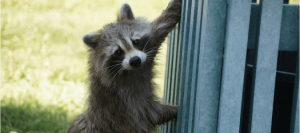 Tapping Noise in Attic at Night: What Should You Do? | ABC Blog