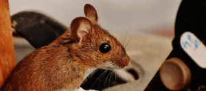 Tapping Noise in Attic at Night: What Should You Do? | ABC Blog