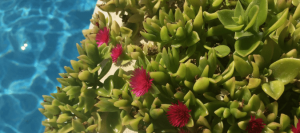 Swimming Pool Bugs: Types and Risks They Pose | ABC Blog