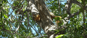 Texas Native Trees: Species That Thrive In Our Climate | ABC Blog