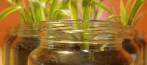 How To Get Rid Of Springtails: Handling A Springtail Infestation | ABC Blog