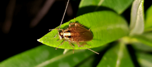 Tiny Roaches: Are They Babies Or A Big Problem? | ABC Blog