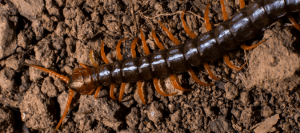 Centipedes In Texas: Dangerous Or Nothing To Worry About? | ABC Blog