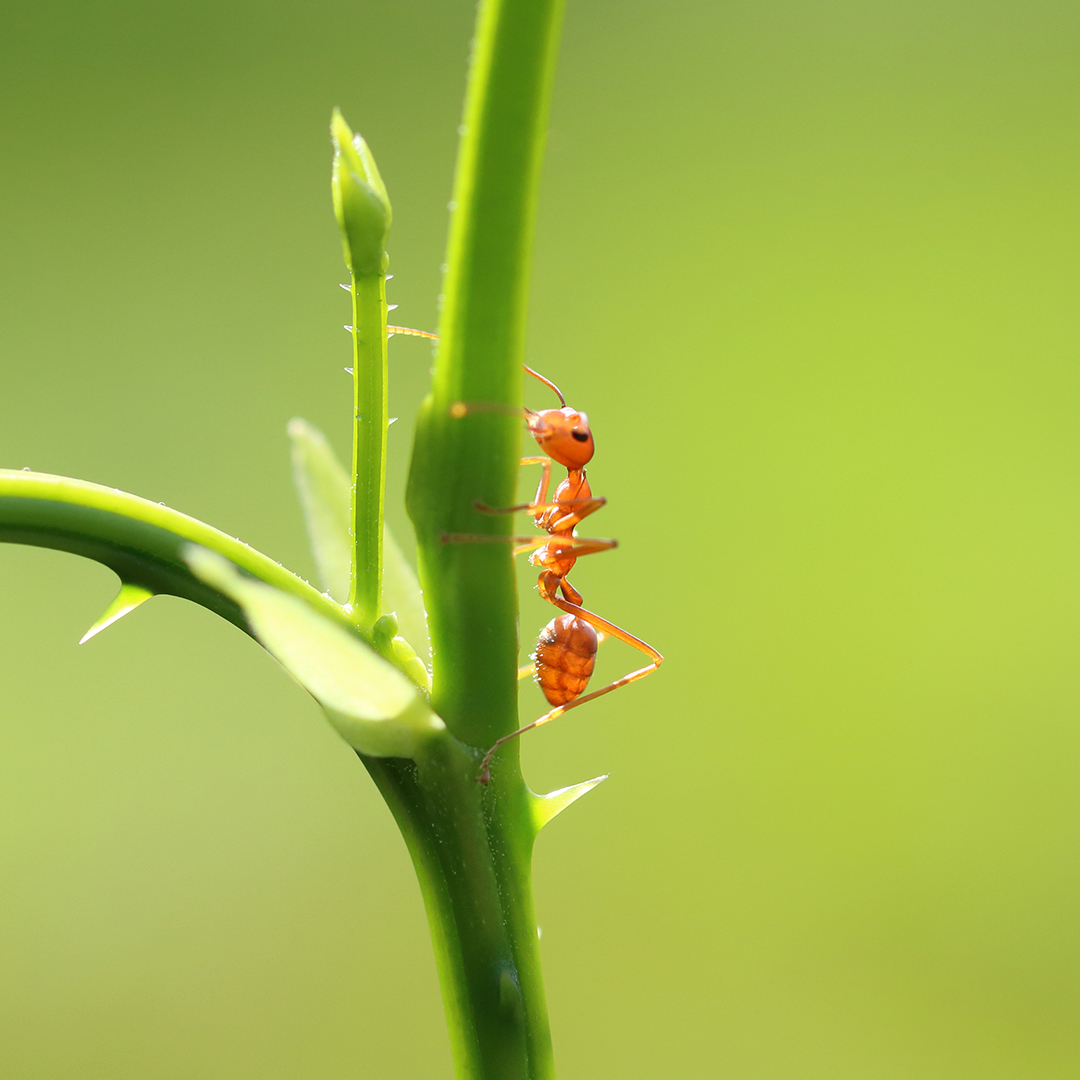 Fire Ant Prevention - ABC Home & Commercial Services Blog