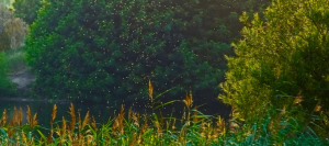 Muscovy Ducks: Invasive Nuisance Or The Perfect Pet? | ABC Blog