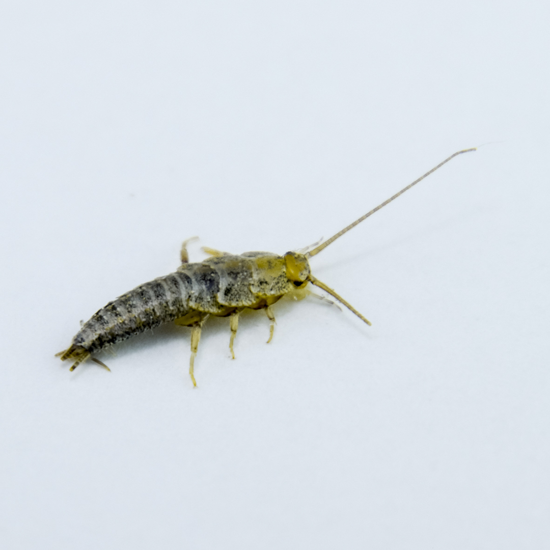 Silverfish Infestations: What A Homeowner Should Know | ABC Blog