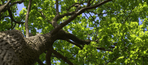 Tree Crowning: Is It Good Idea Or A Mistake? | ABC Blog