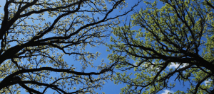 Tree Crowning: Is It Good Idea Or A Mistake? | ABC Blog