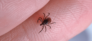 How Long Can Ticks Live In A House? | ABC Blog
