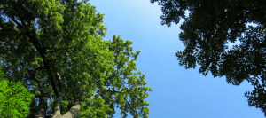 Tree Crowning: Is It Good Idea Or A Mistake? | ABC Blog