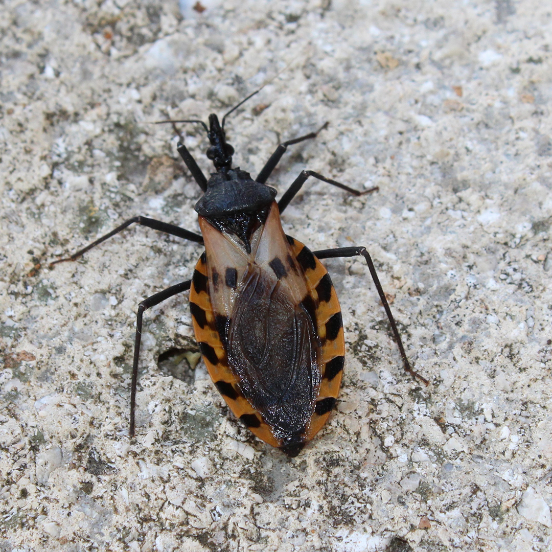 How to Identify Kissing Bugs - ABC Home & Commercial Services Blog