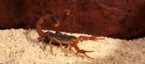 Scorpions In Florida: What Homeowners Should Know | ABC Blog