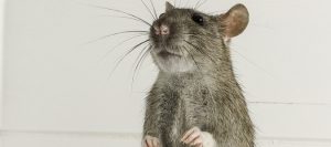 Types Of Rats In Texas: What Homeowners Should Know | ABC Blog