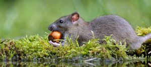 Types Of Rats In Texas: What Homeowners Should Know | ABC Blog