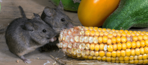 Do Mice Eat Roaches? Your Questions Answered | ABC Blog