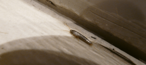 Florida Centipedes: How To Control And Prevent An Infestation | ABC Blog