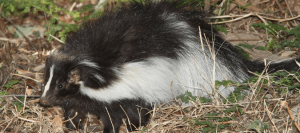 Do Skunks Hibernate? What Homeowners Need To Know | ABC Blog