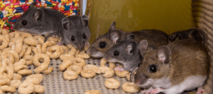 Black Mice: Identification and Control Guide | ABC Blog