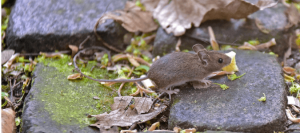 Black Mice: Identification and Control Guide | ABC Blog