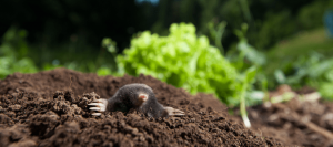 Mole Versus Mouse: Which Pest Do I Have? | ABC Blog