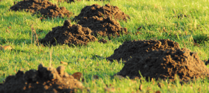 Mole Versus Mouse: Which Pest Do I Have? | ABC Blog