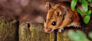 Mole Versus Mouse: Which Pest Do I Have? | ABC Blog