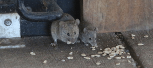 Rodents in Florida: Identification & Control Guide | ABC Blog