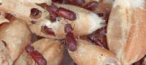 Wheat Weevil: Identification & Control Guide | ABC Blog