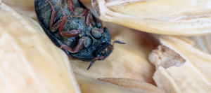 How To Identify Different Types of Carpet Bugs | ABC Blog