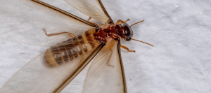 Red Termites: Identification and Control Guide | ABC Blog