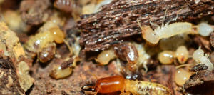 Red Termites: Identification and Control Guide | ABC Blog