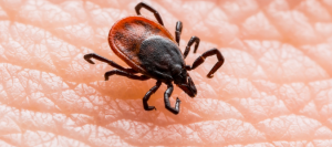 Small Black Tick: Identification & Control Guide | ABC Blog